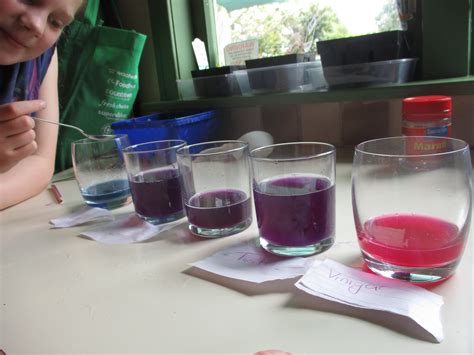 Red Cabbage Indicator Experiment Kiwi Conservation Club
