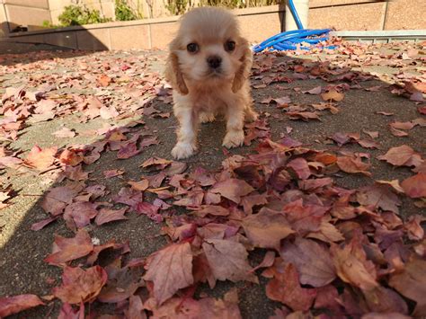 코카스파니엘 이로 강아지책임분양♥ 강아지파양 고양이파양 유기견무료분양입양 아이조아요양보호소