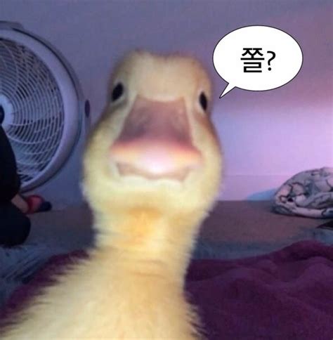 Art자료에 있는 강유진님의 핀 웃긴 밈 재미있는 이모티콘 재미있는 프로필 사진