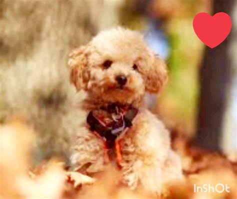 سگ پودل زیبا و عروسکی دنبالدنبال