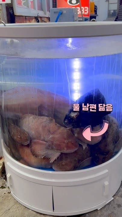 물곰치탕 먹어봤어 물곰치곰치곰치탕동해여행일출동해맛집 Youtube