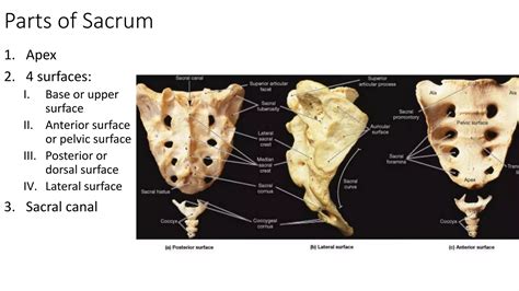 Sacrum Pptx