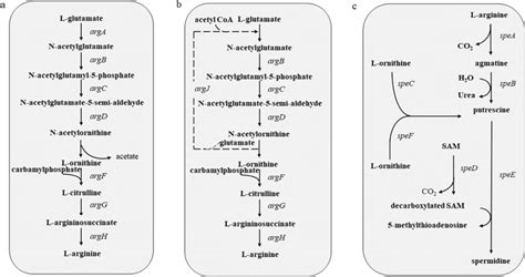 Differences In Arginine Synthesis Pathways Between E Coli And C
