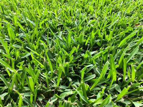 How To Revive St Augustine Grass Thankyourlawn