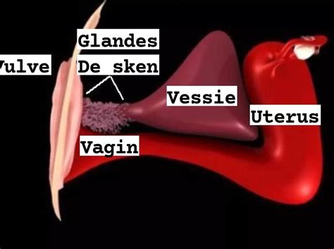 Skenes Gland Image A Closer Look Endocrine Glands And Hormones Bee Culture