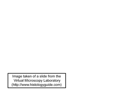 Stains 11 Digital Histology