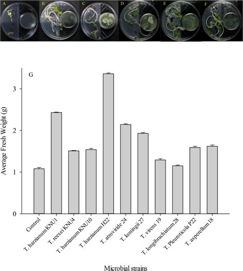 Biological Control And Plant Growth Promotion Properties Of Volatile Organic Compound Producing