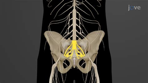 Video Spinal Nerves Plexus Ii