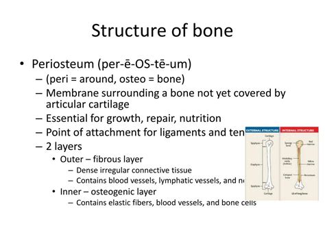 Ppt Functions And Structure Of Bones Powerpoint Presentation Free Download Id 1930309