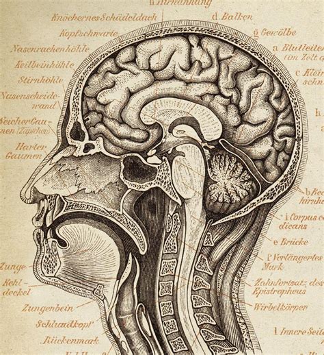 Brain Anatomy Poster Brain Chart Scientific Illustration Anatomical