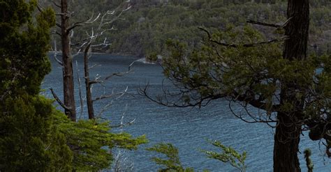 경치 경치가 좋은 고요한 광야 나무 남아메리카 녹지 농촌의 땅콩 리오 니그로 모험 목가적인 무성한 물 바릴로체 산 산림 보존 삼림지대 생물