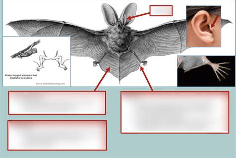 Bat Class Exam 1 Diagram Quizlet