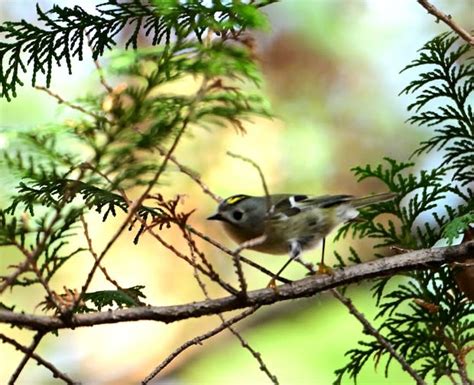 やっと見えたキクイタダキ 野鳥はともだち