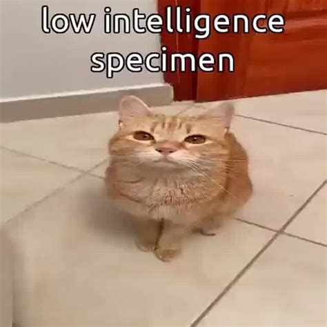 Low Intelligence Specimen Ifunny