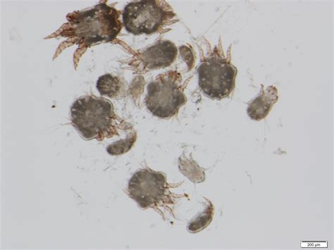 Mange In Sheep And Goats Integumentary System Merck Veterinary Manual