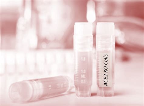 Knockout Ko Cell Lines Cells Online