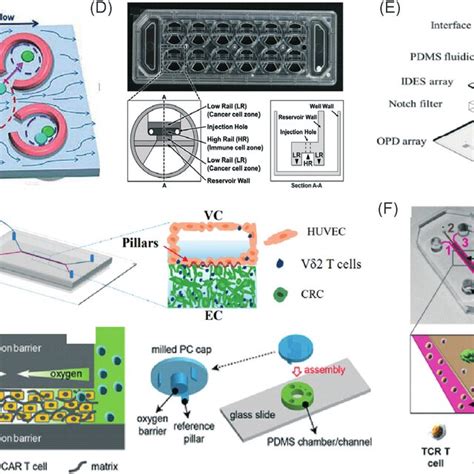 Microfluidic Examples Of Immune Cell Mediated Cytotoxicity A Adapted Download Scientific