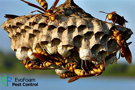 Paper Wasp Nests What To Know And Why They Matter