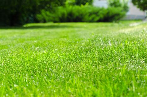 How To Apply Lime To Your Lawn — Our Tips And Tricks