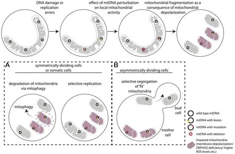 fragmentation of mitochondrial network results from perturbed