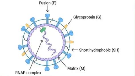 健康科普：解码人偏肺病毒，科学应对不慌忙
