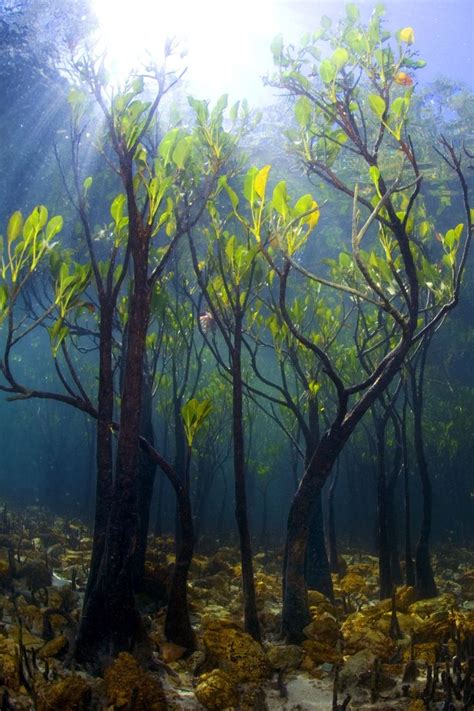 17 Best Images About Mangroves On Pinterest Belize Carbon Sink And Natural History
