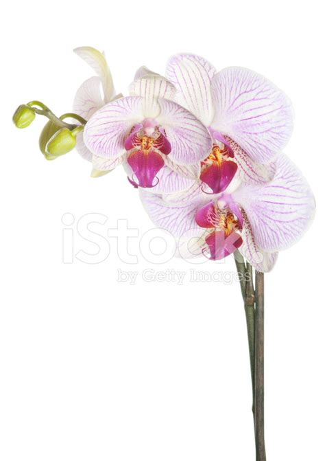 兰花花叙事曲笛子简谱 兰花花笛子简 笛子梦中的兰花花简 大山谷图库