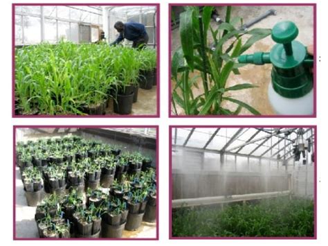 Methods Of Incoulation And Proving Kochs Postulates Pptx