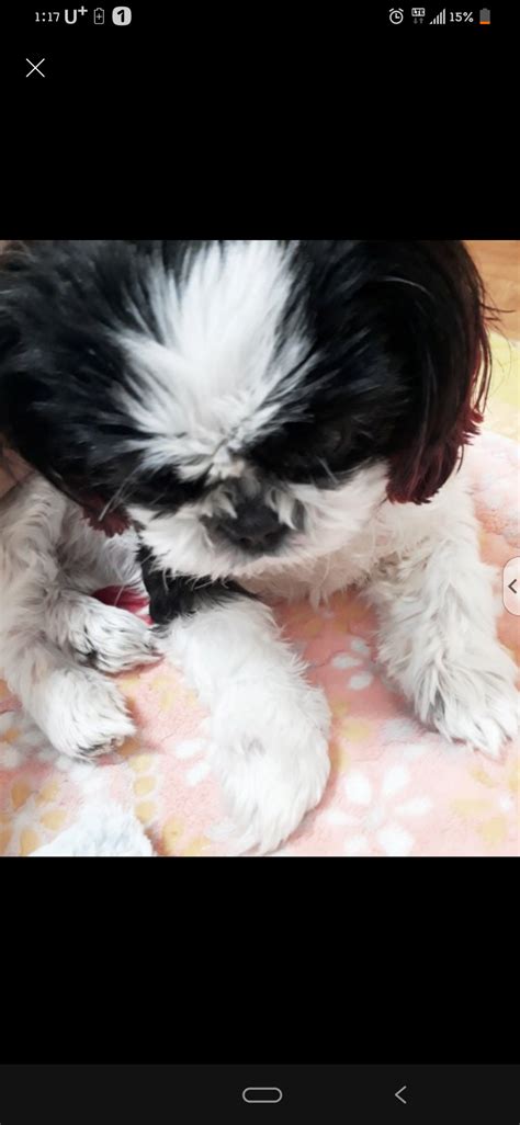 개 소녀전선 에펨코리아