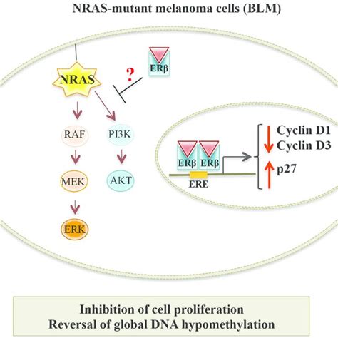Proposed Model For The Targeting Of Nras Mutant Melanoma By Er Download Scientific Diagram