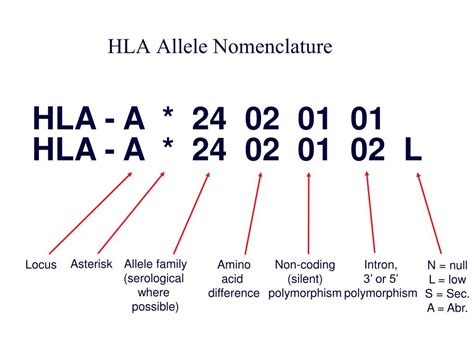 Ppt Hla Matching And Donor Selection Powerpoint Presentation Free Download Id5120568