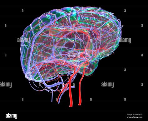 Brain Vascular System And Blood Supply Artwork Showing The Brain With