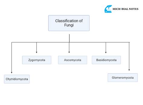 Fungal Taxonomy An Overview Of Classification Of Fungi Microbial Notes