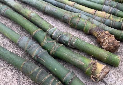 Diy制作文玩玉竹时，实心竹如何煮料？ 知乎