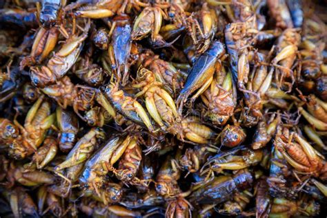 Fried Insects Bugs Street Food Stock Image Image Of Cooked Grilled