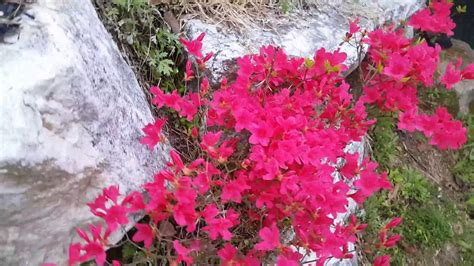 산속에 아름다운 정원 Youtube