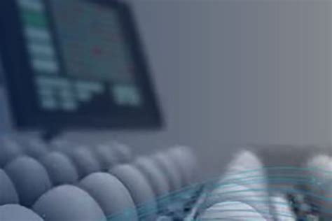 Contestants Compete To Determine A Chicks Sex Before Hatching Poultry World