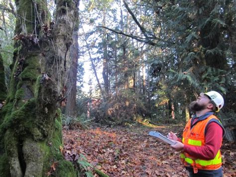 Tree Risk Assessment Archives Peninsula Environmental