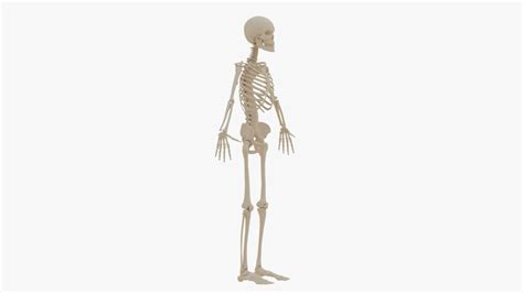 Human Skeleton 3d Realistic Cgtrader