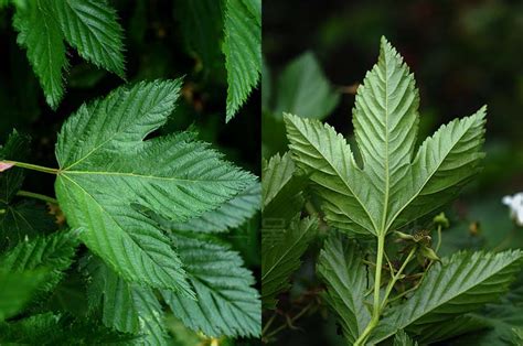 이름순 계절별 꽃색으로 찾기 거문딸기