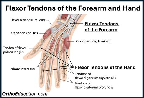 Flexor Tendon Injuries Of The Hand Hand Education