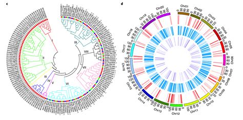 Nature Genetics 庄伟建团队绘制栽培种花生基因组序列图谱，为多倍体进化及作物驯化提供了新的见解 遗传改良中心