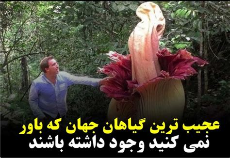 این گل ها رو اصلا تا حالا ندیدی ۱۵ تا از عجیب ترین گل های دنیا عکس
