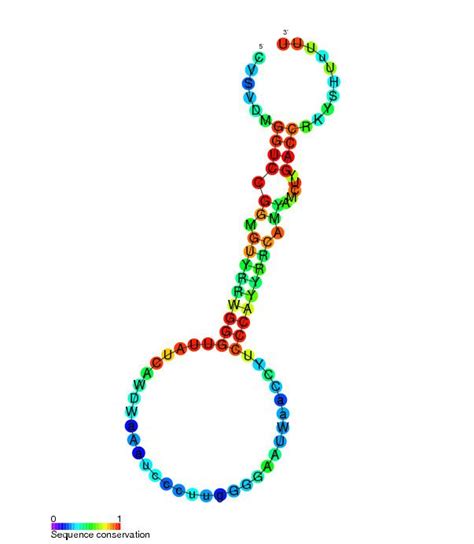 SbRNA Alchetron The Free Social Encyclopedia