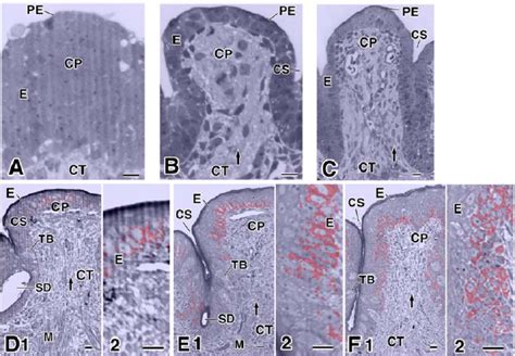 Combinations Of Laser Scanning Micrographs That Show The Localization