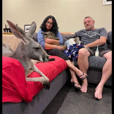 Video A Rescued Lazy Kangaroo Insists On Sleeping On The Couch Cuddling His Dad And Watching
