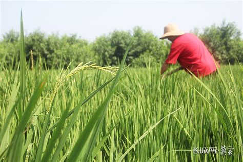 唐山丰润合作社助农增收凤凰网河北 凤凰网