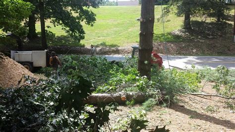Tree Limb Removal Services Tree Service B B Tree Company Stump Removal