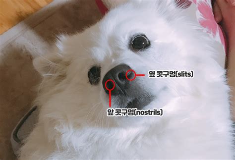 강아지 코 속에 담긴 비밀 6가지 들숨 날숨을 동시에 할 수 있다 비마이펫 라이프