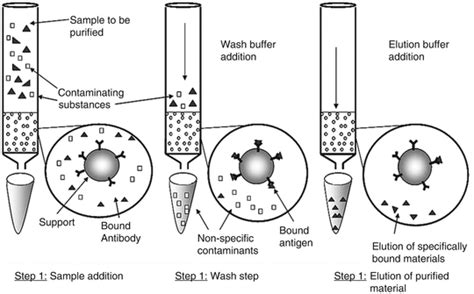 Immunoaffinity Chromatography Concepts And Applications Springerlink